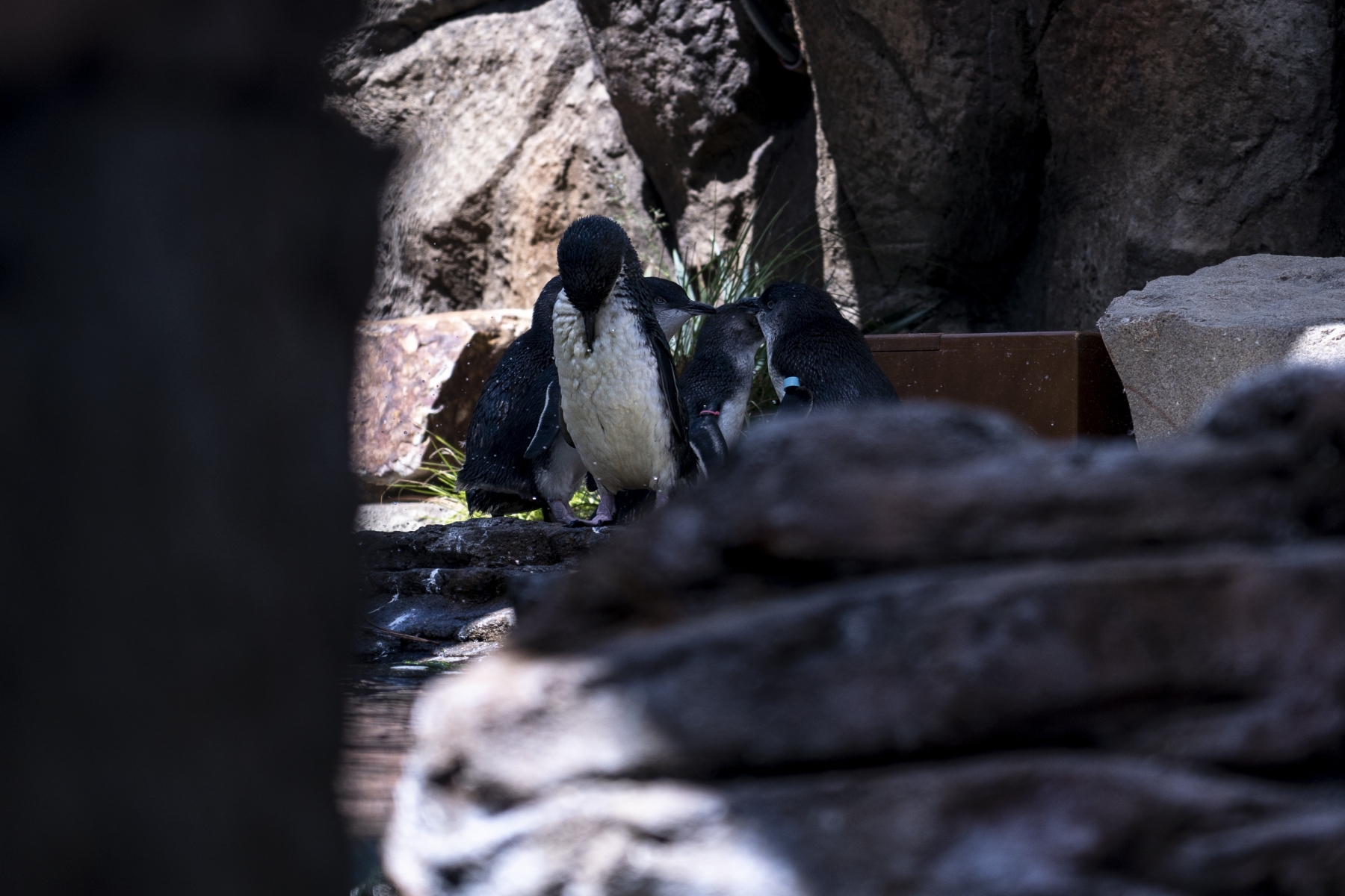 Discover The Irresistible Charm of Little Blue Penguins in Action - HB ...