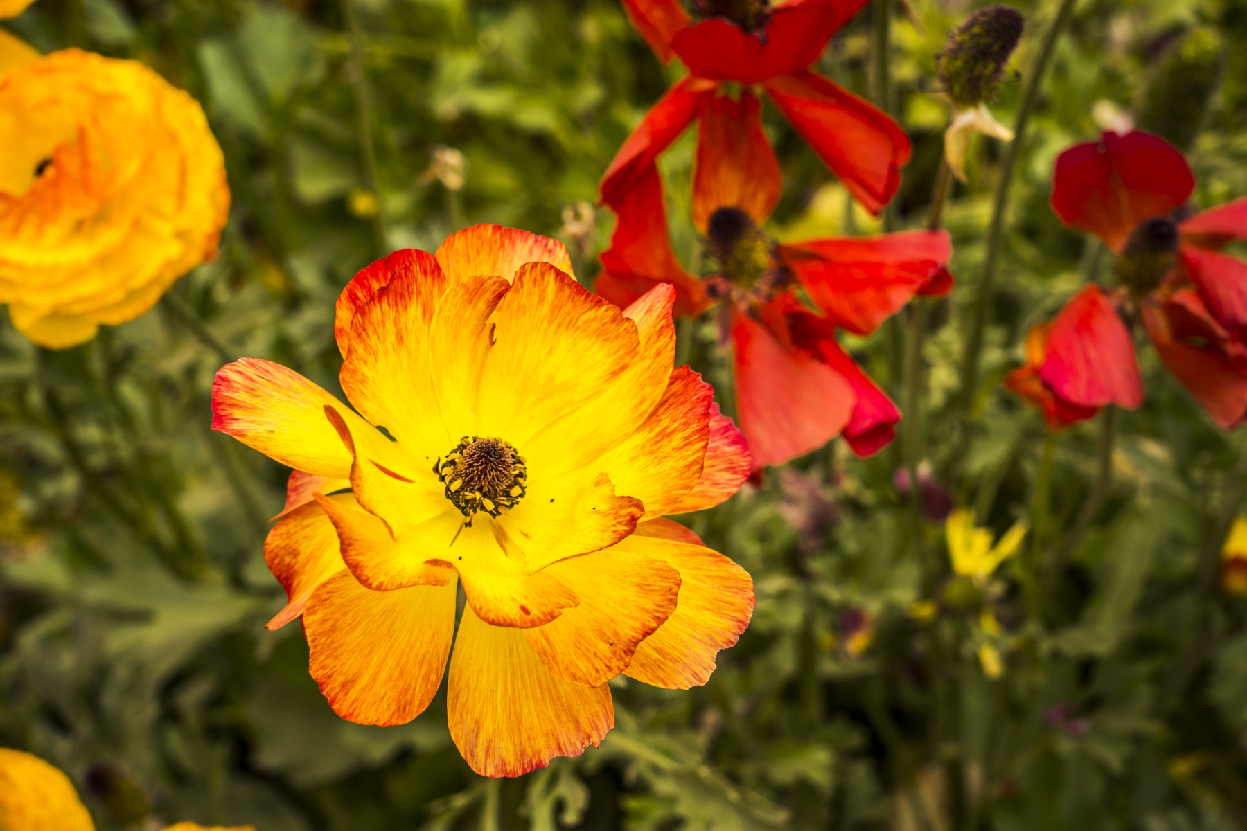 Enjoy the Colorful Ranunculus Blooms at The Flower Fields of Carlsbad ...